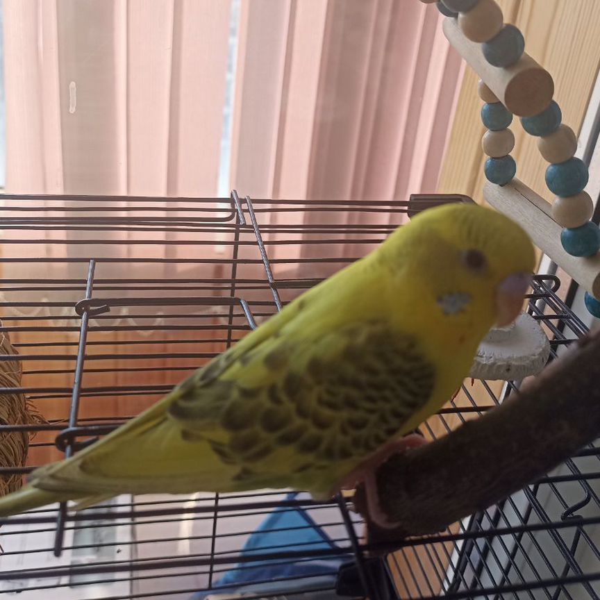 Волнистый попугай