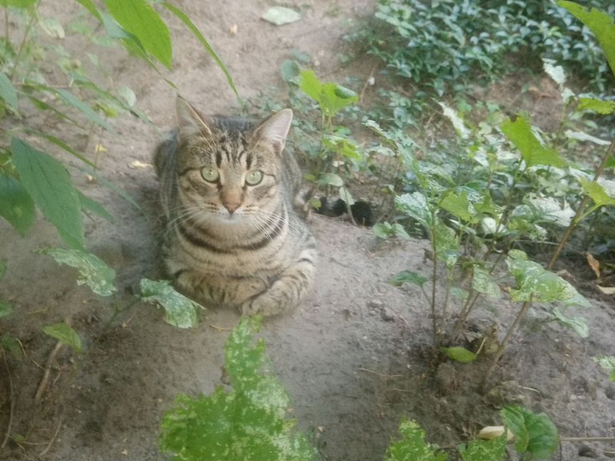 Кот в поиске старого или нового хозяина