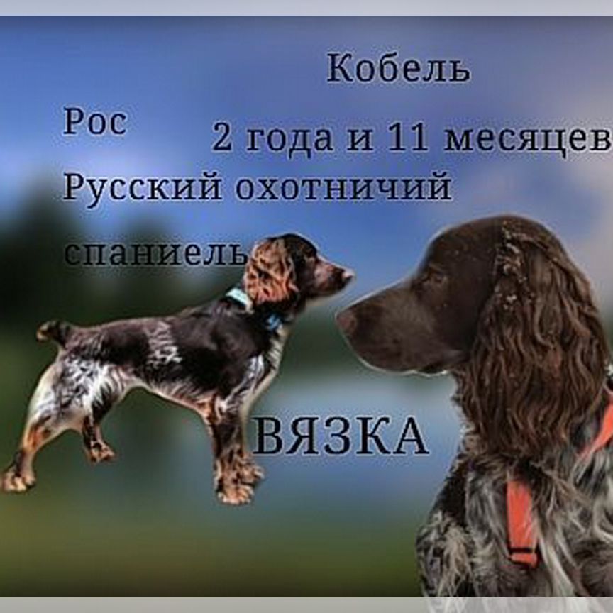 Русский охотничий спаниель, взрослый пёс