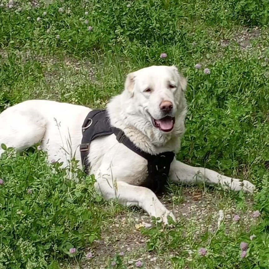 Алабаечка в добрые руки