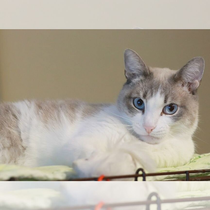 Взрослая, кошка в добрые руки