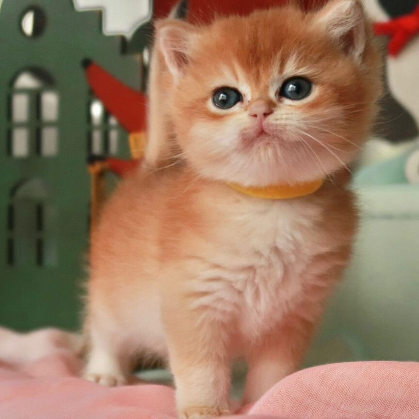 Котенок британская золотая шиншилла