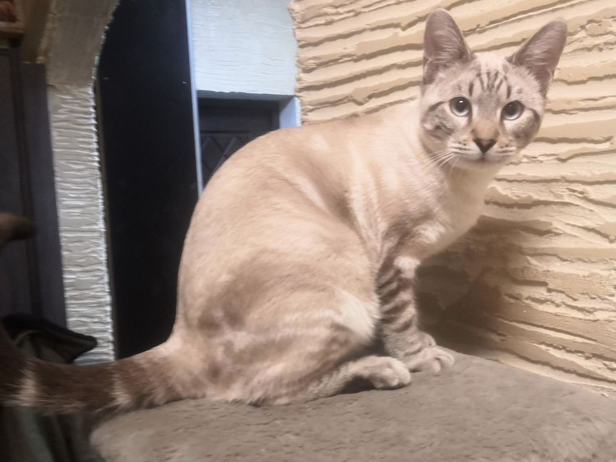 Снежный бенгал