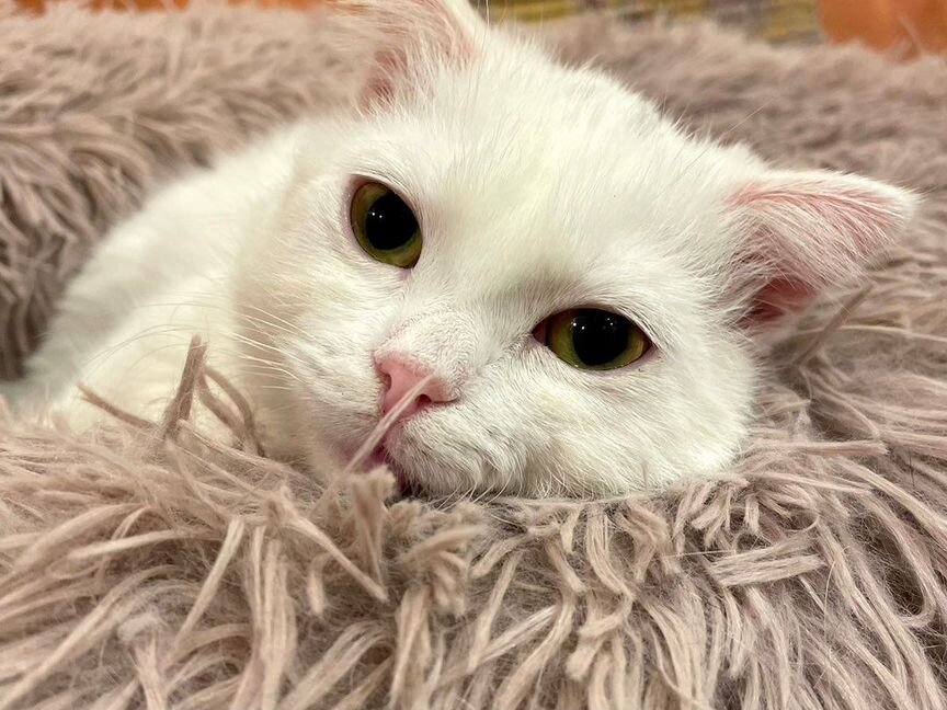 Белоснежный малыш