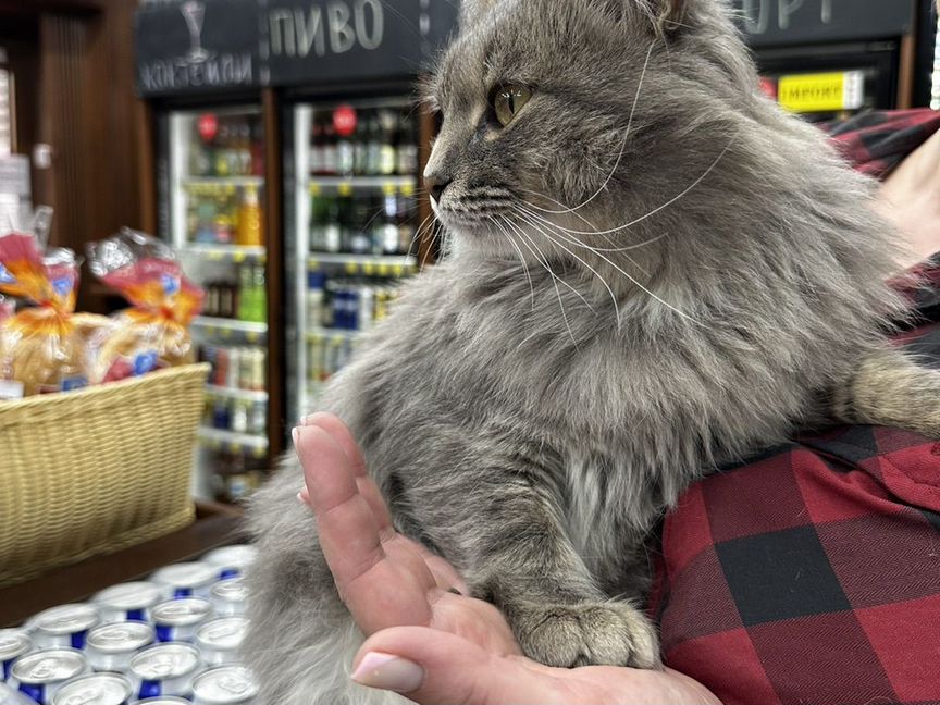 Котик в добрые руки
