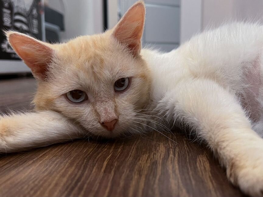 Рыжий котик