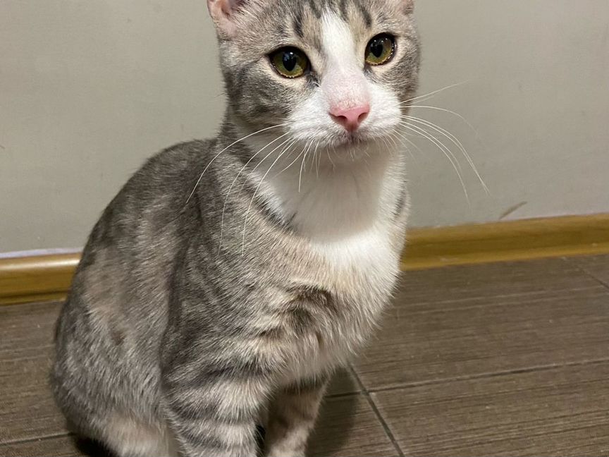 Котята