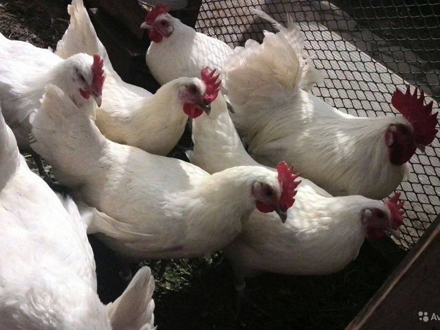 Куры несушки
