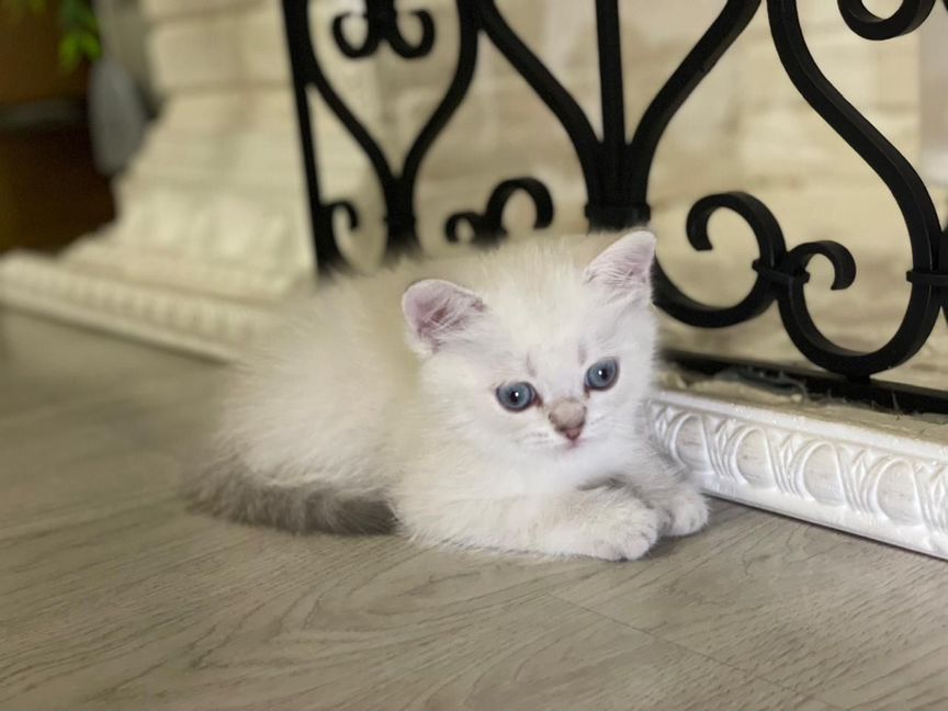 Шотландский мальчик