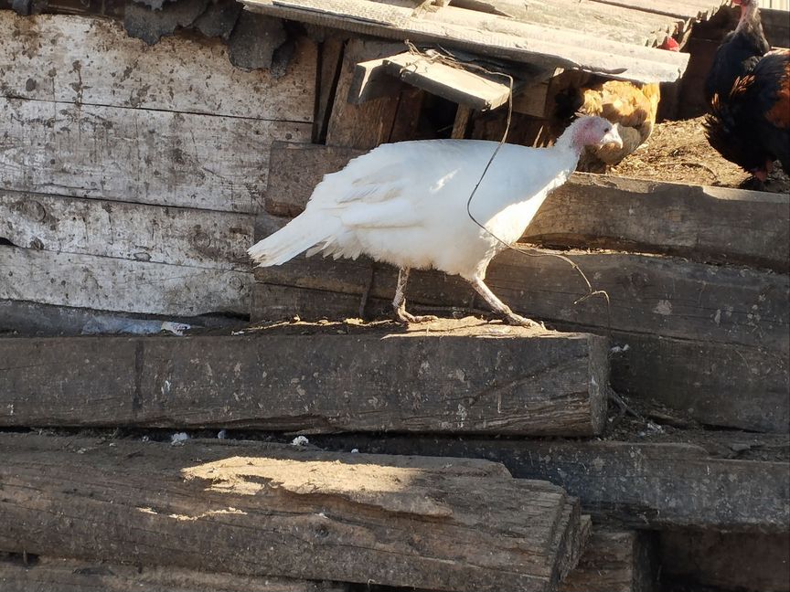 Продам индюшку