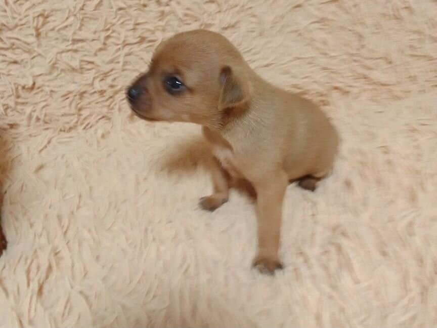 Щенки русского тоя