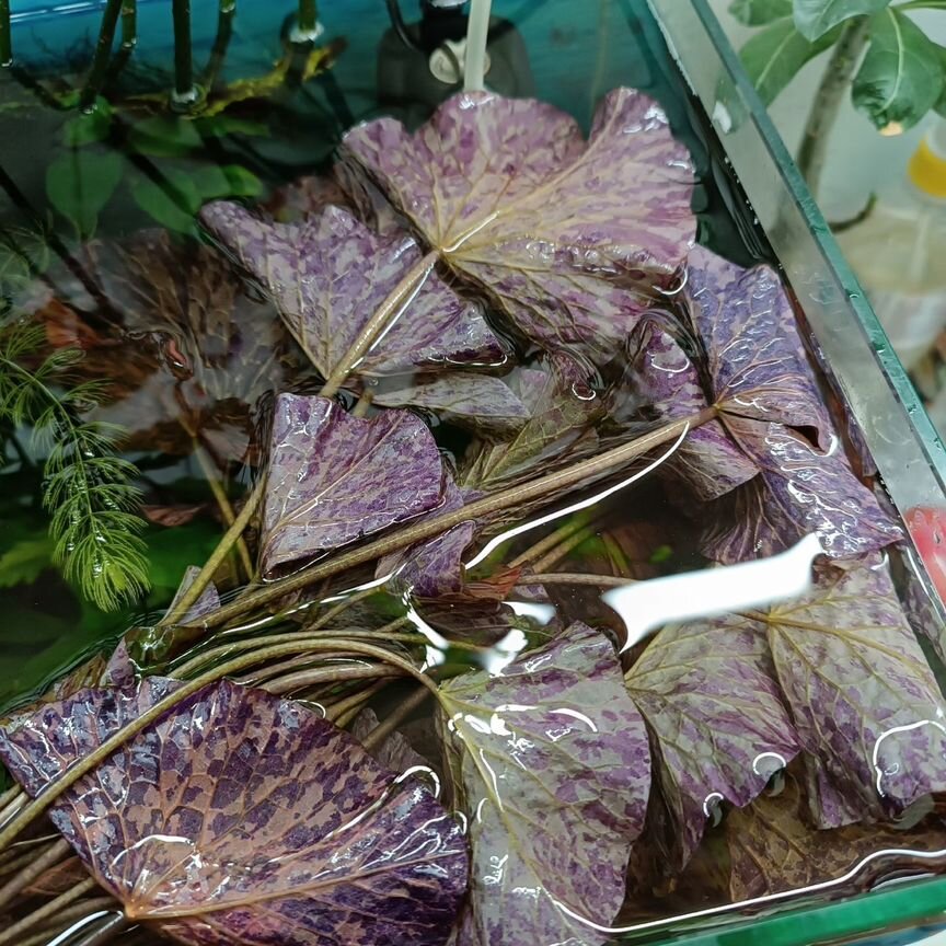 Нимфея - красная