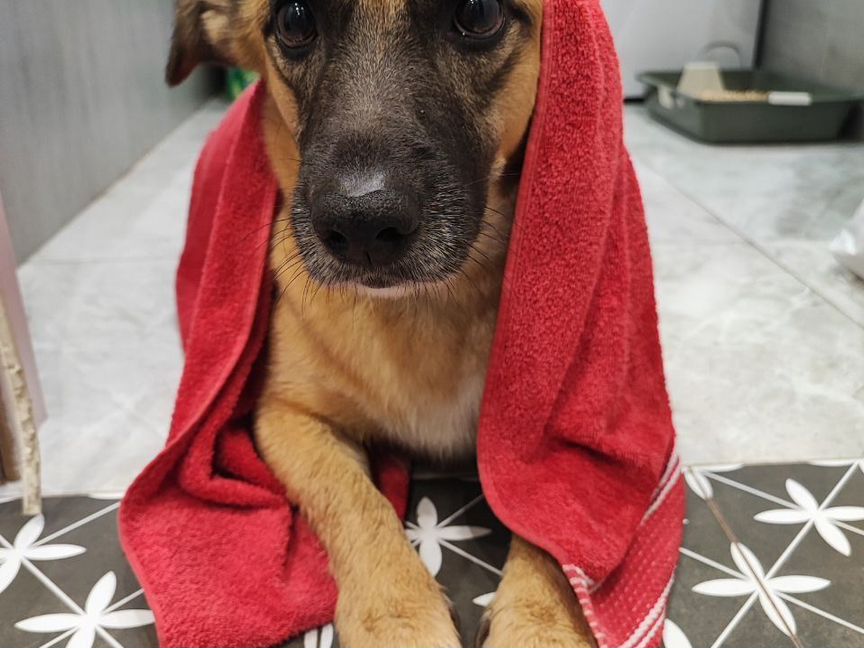 Небольшой пёсик Тобби 2 года ищет дом