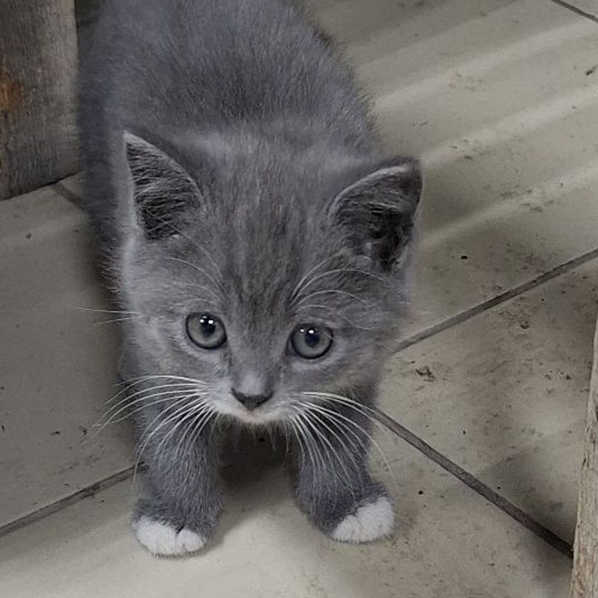 Котёнок в добрые руки