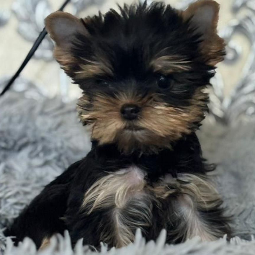 Йоркширский терьер, щенок