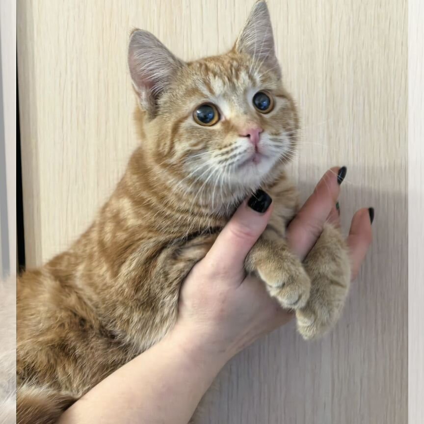 Рыжий котёнок в добрые руки