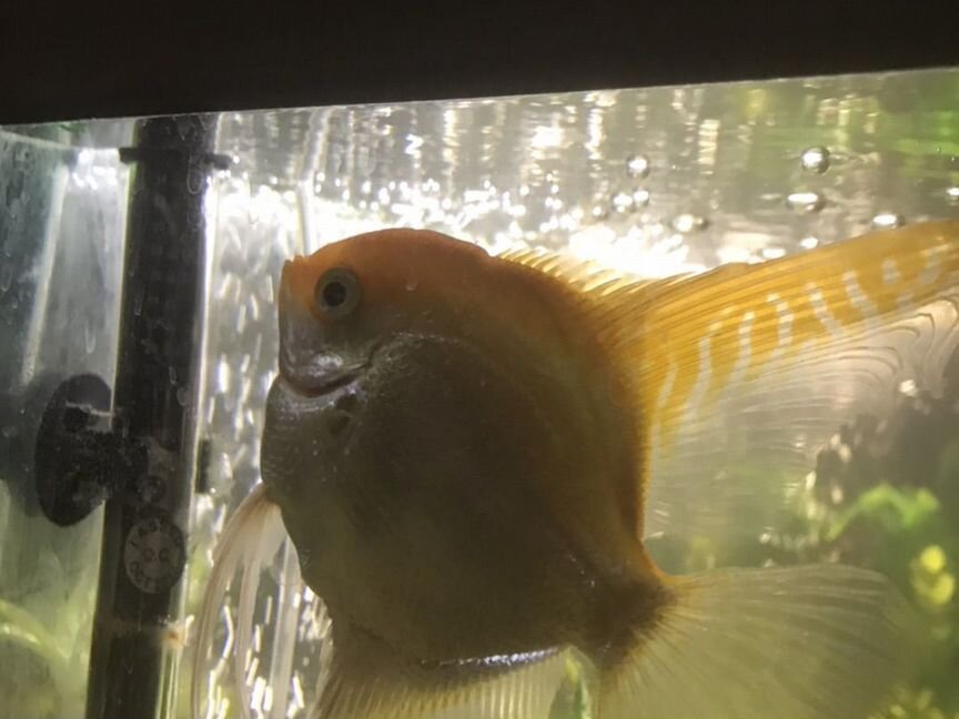 Самец скалярии