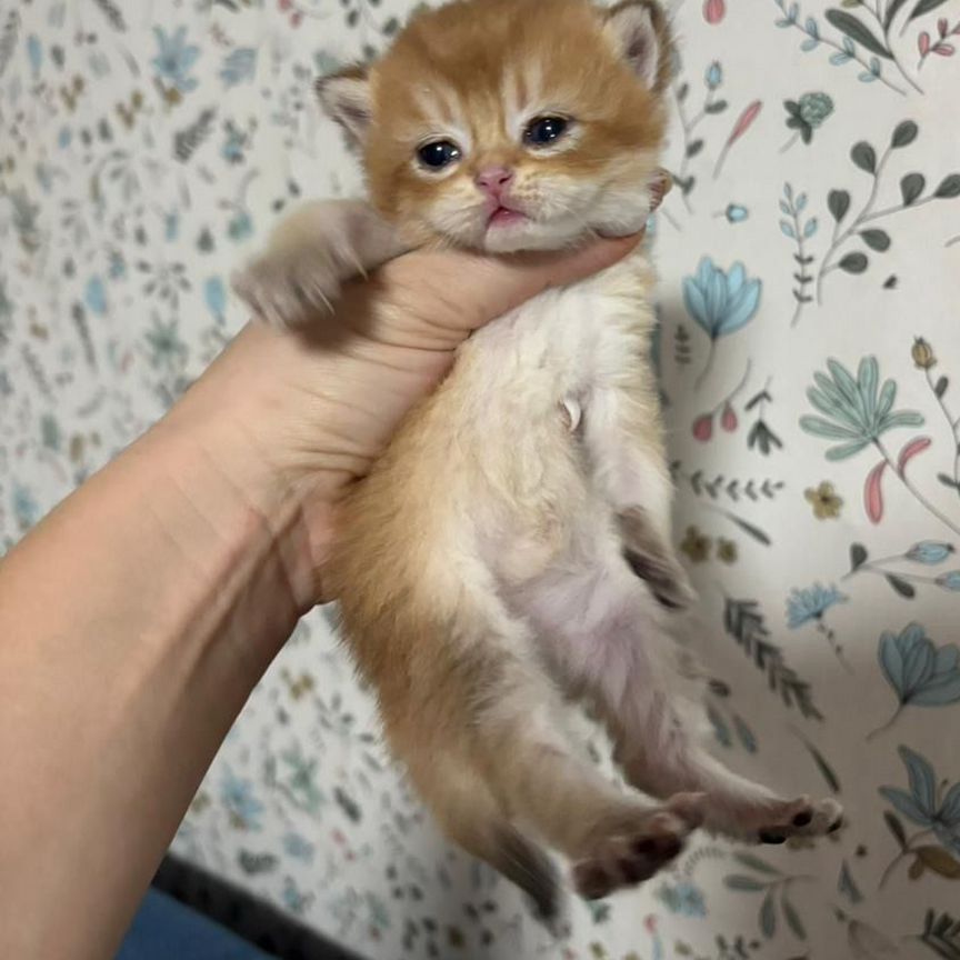 Британский короткошёрстный котёнок