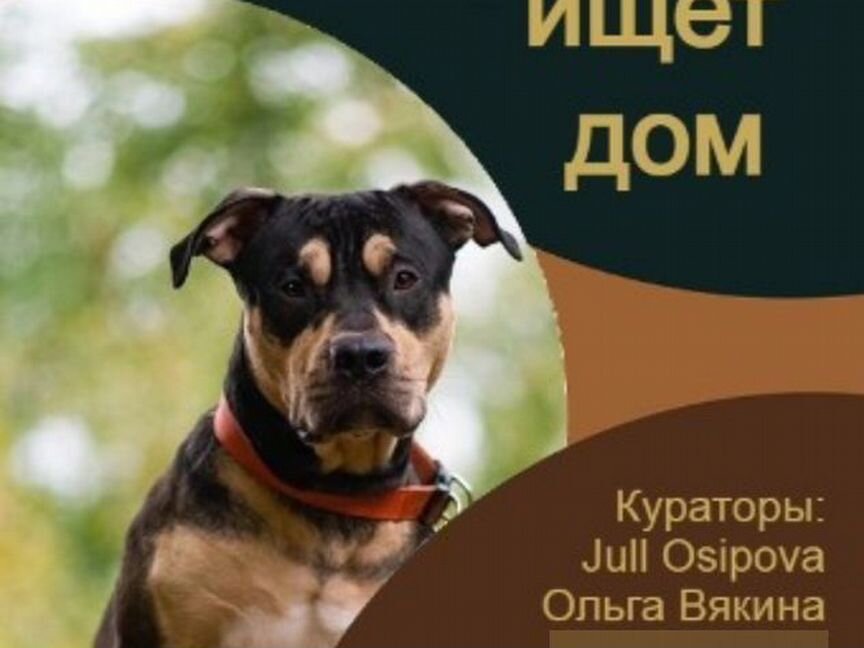 Арчи ищет дом