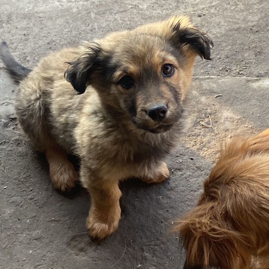 Маленький друг