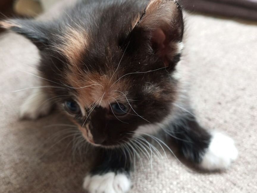 Котята в добрые руки 1 месяц