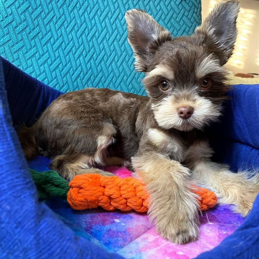 Шоколадный йорк мини