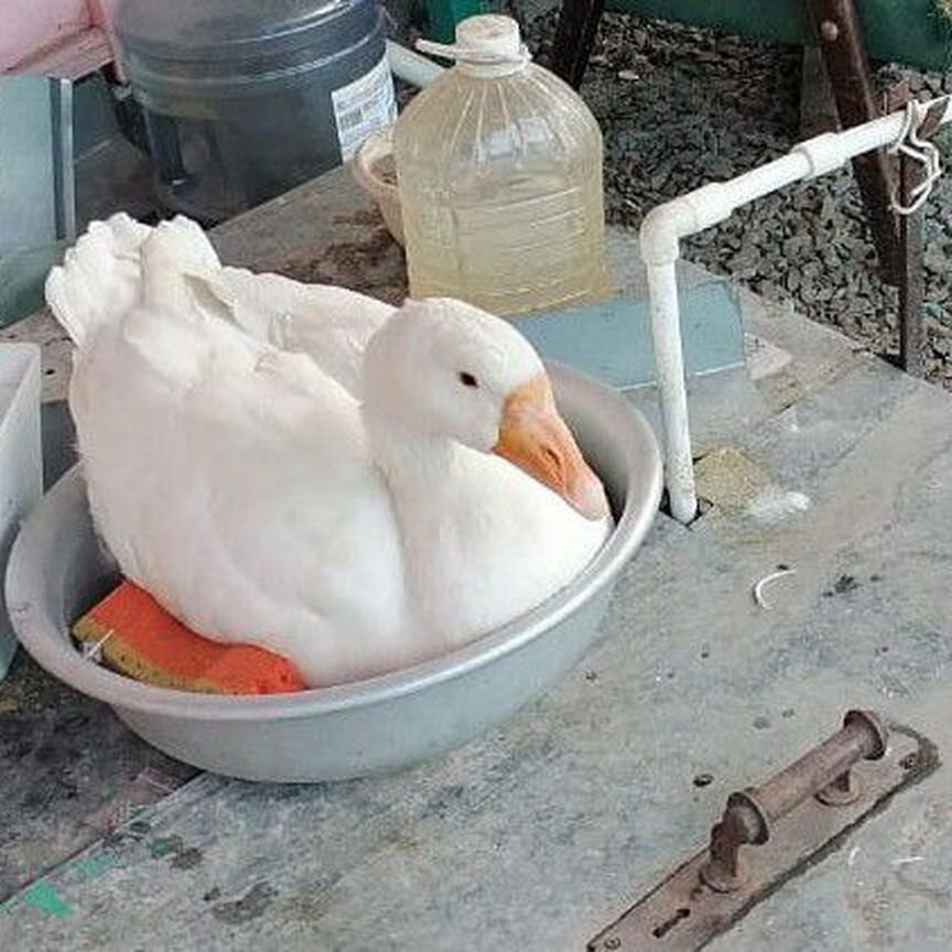 Ищу приют для гуся