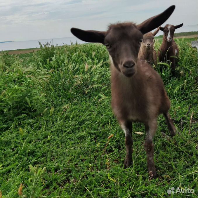 Продаются Нубийские козы
