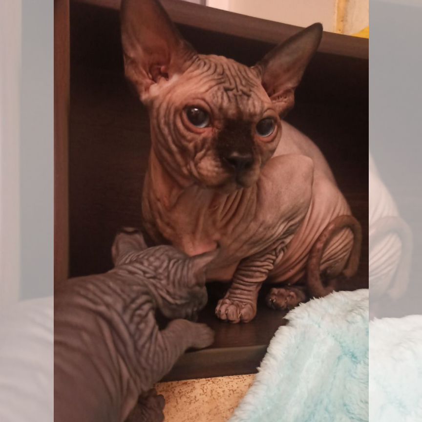 Канадский сфинкс, взрослый кот