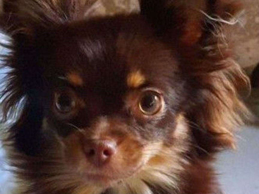 Длинношерстные чихуахуа