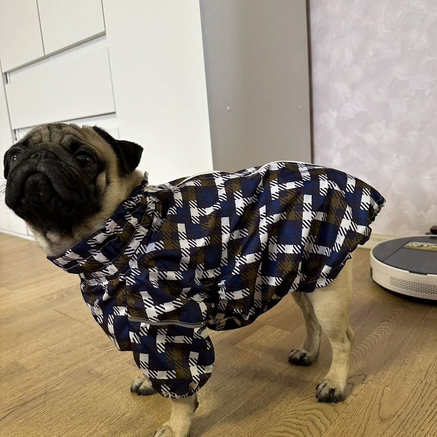 Одежда для собак