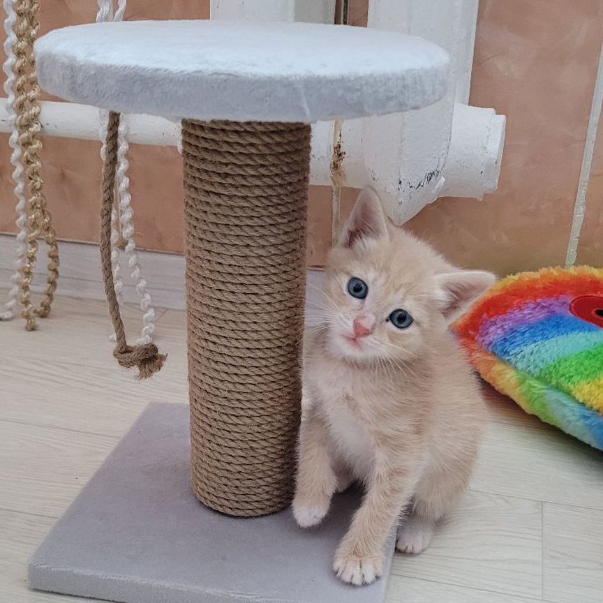 Котёнок от частного владельца