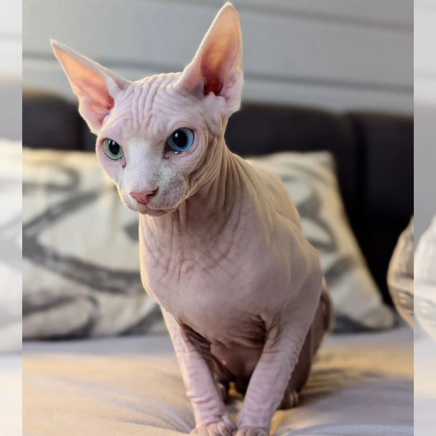 Мейн-кун, взрослый кот