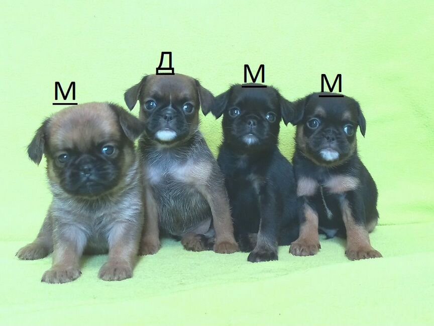 Малыши пти брабансона 1,5 мес