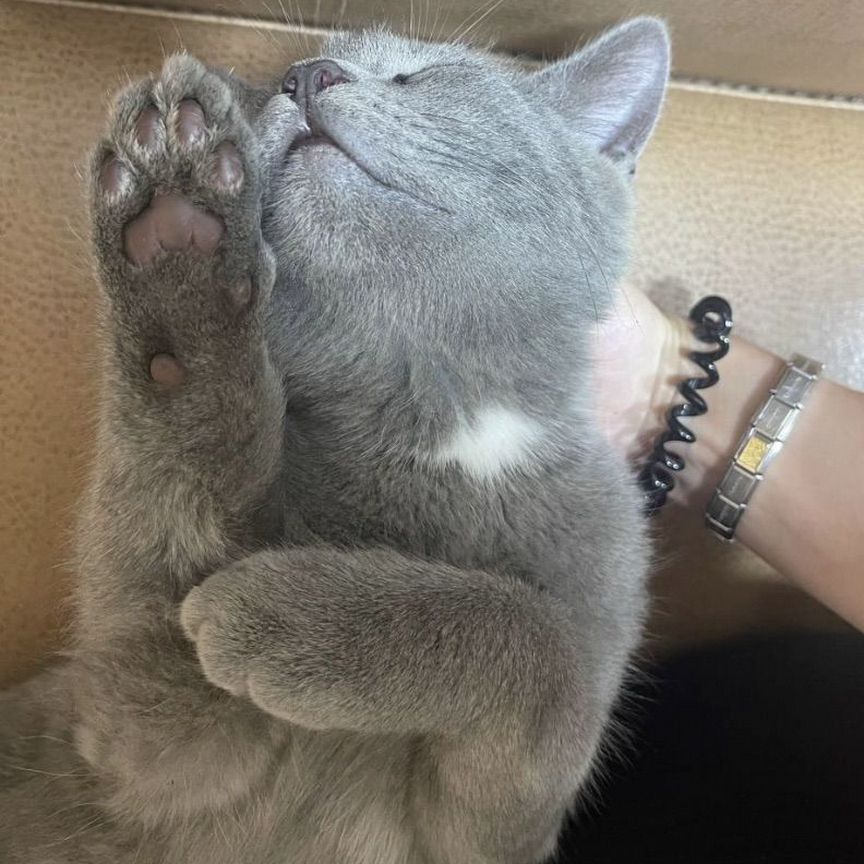 Милый котик