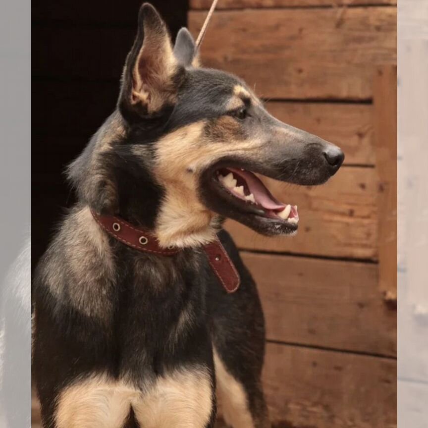 Собака для охраны