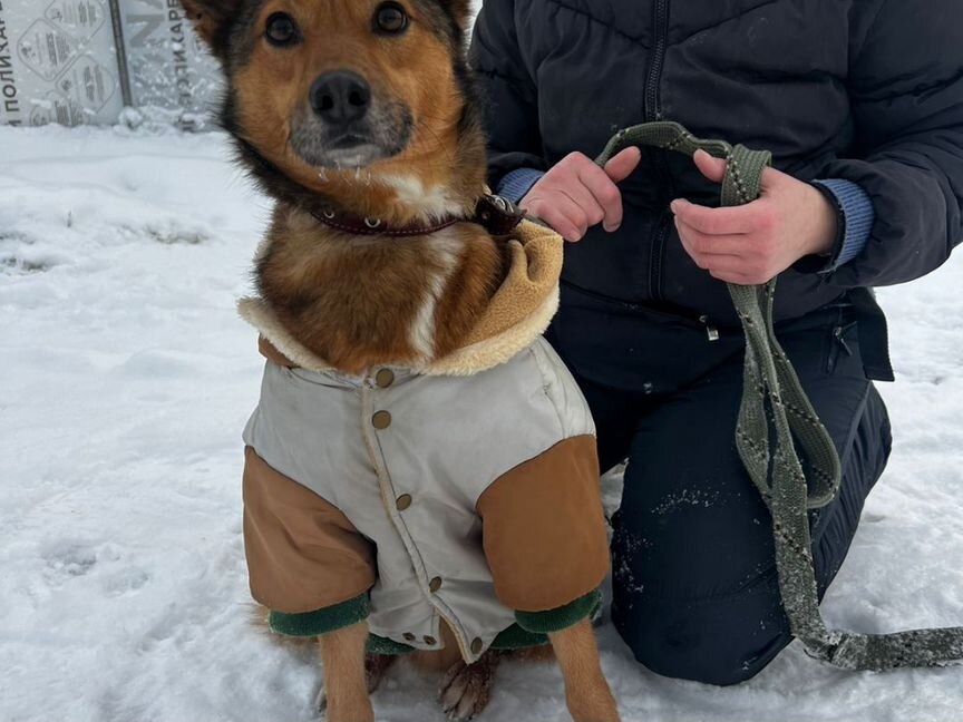Небольшой пёсик ищет семью