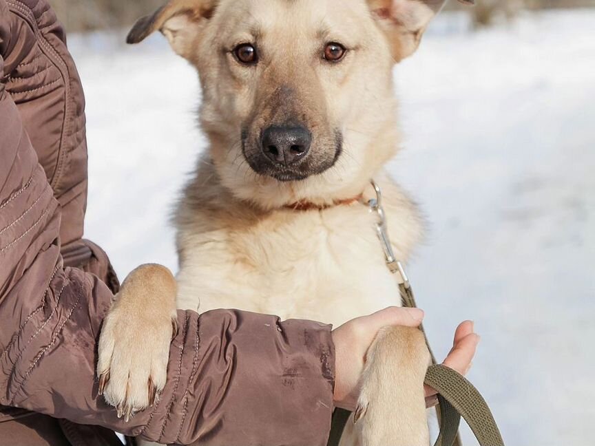 Отдам собаку в добрые руки Максимка