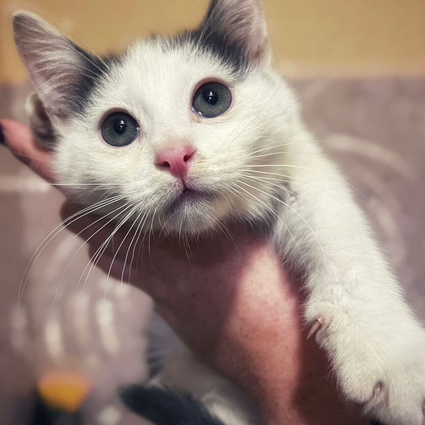 Котенок Ванюша ищет дом