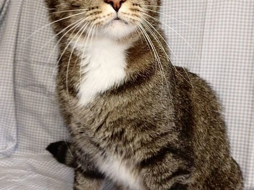 Брутальный котик