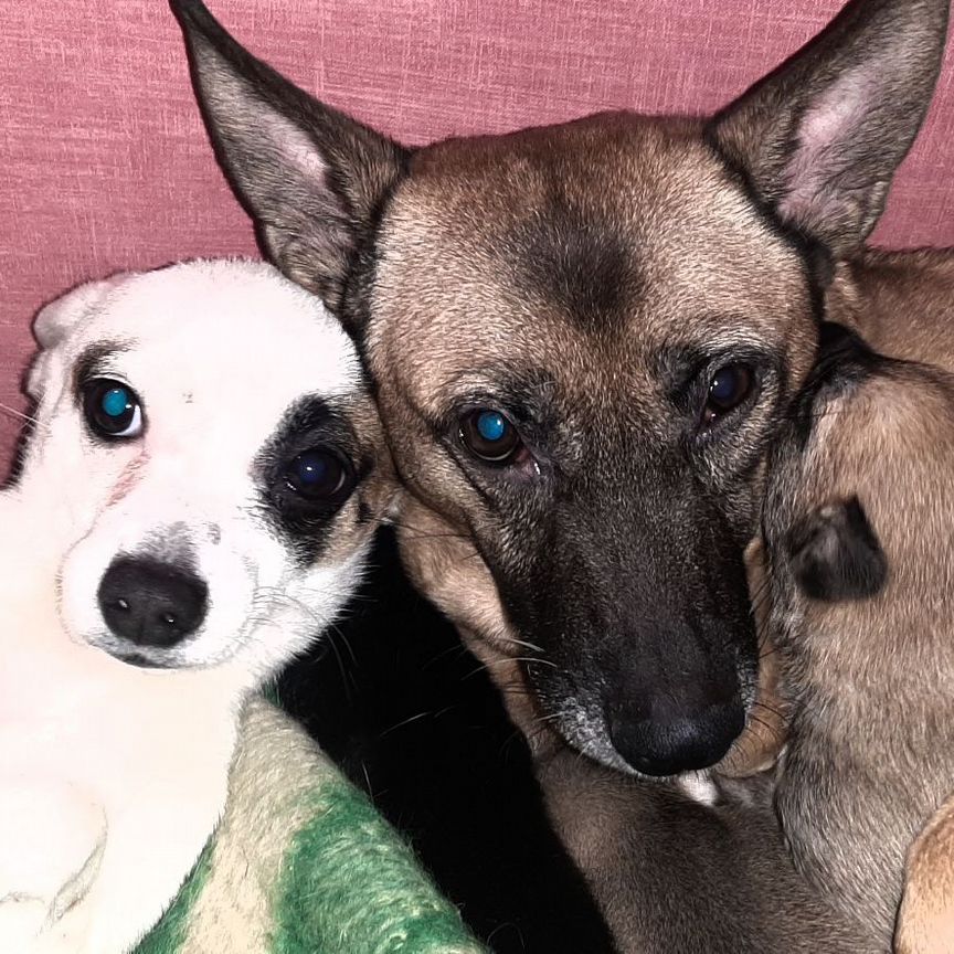 Щенки в добрые руки