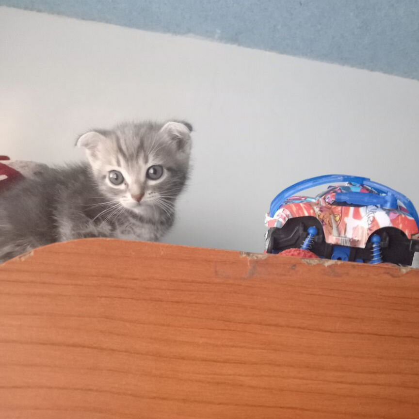 Шотландский вислоухий короткошёрстный котёнок