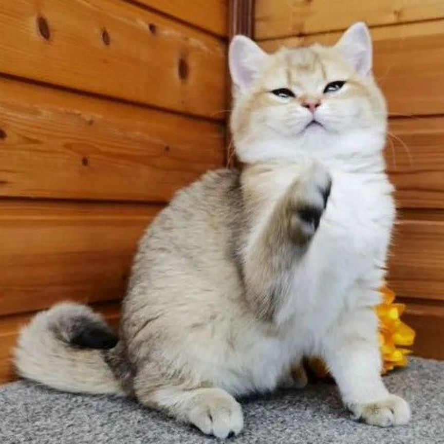 Британский короткошёрстный котёнок