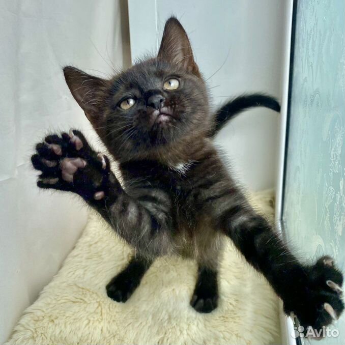Котенок в дар. Тигровая девочка. Метис британский