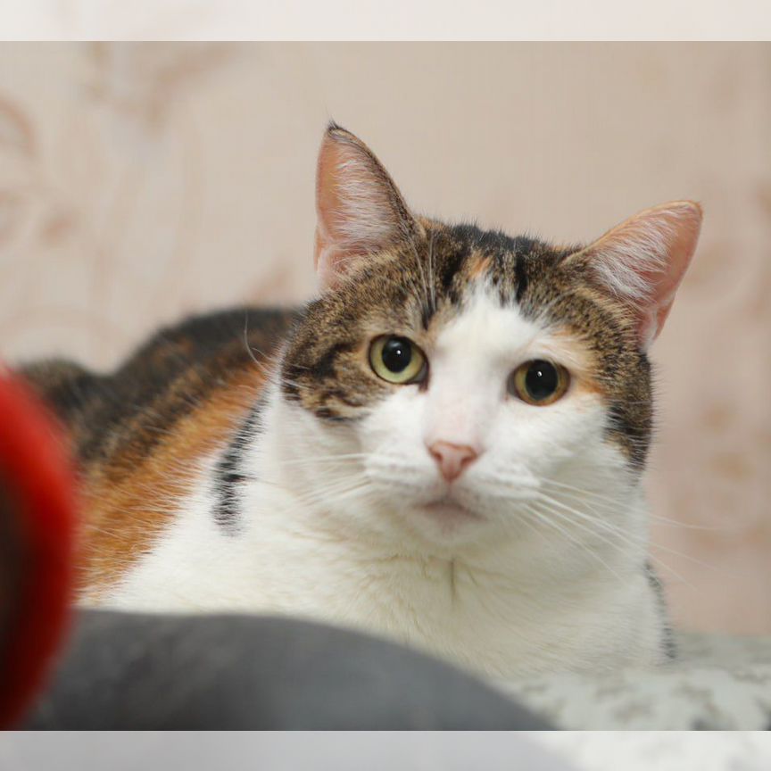 Взрослая, кошка в добрые руки