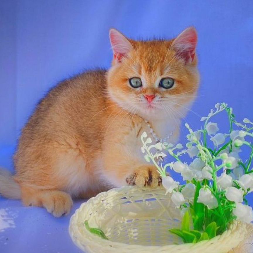 Золотая шиншилла