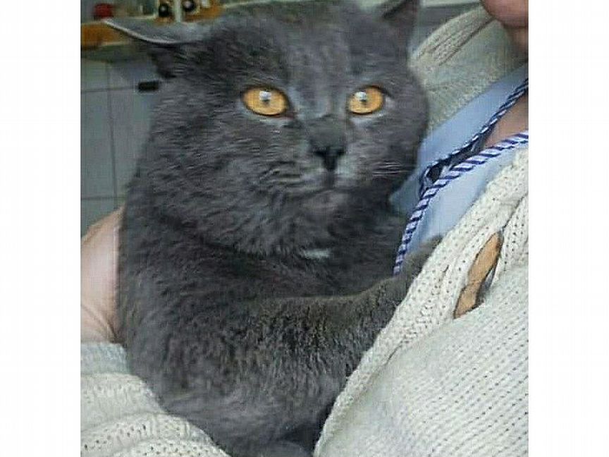 Кот 2 года Британская порода