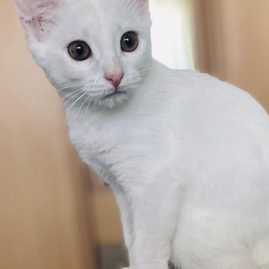 Отдам кота кличка Умка играет кушает все