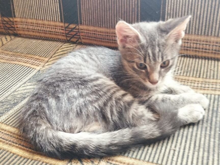 Отдам бесплатно котят