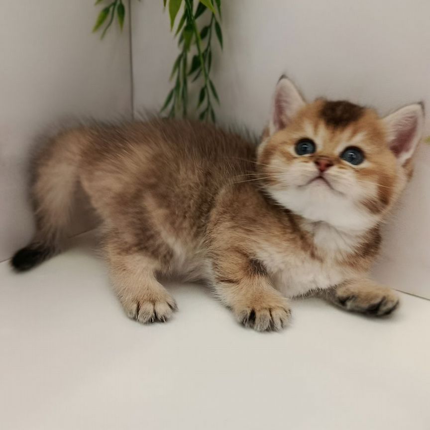 Шотландский прямоухий короткошёрстный котёнок
